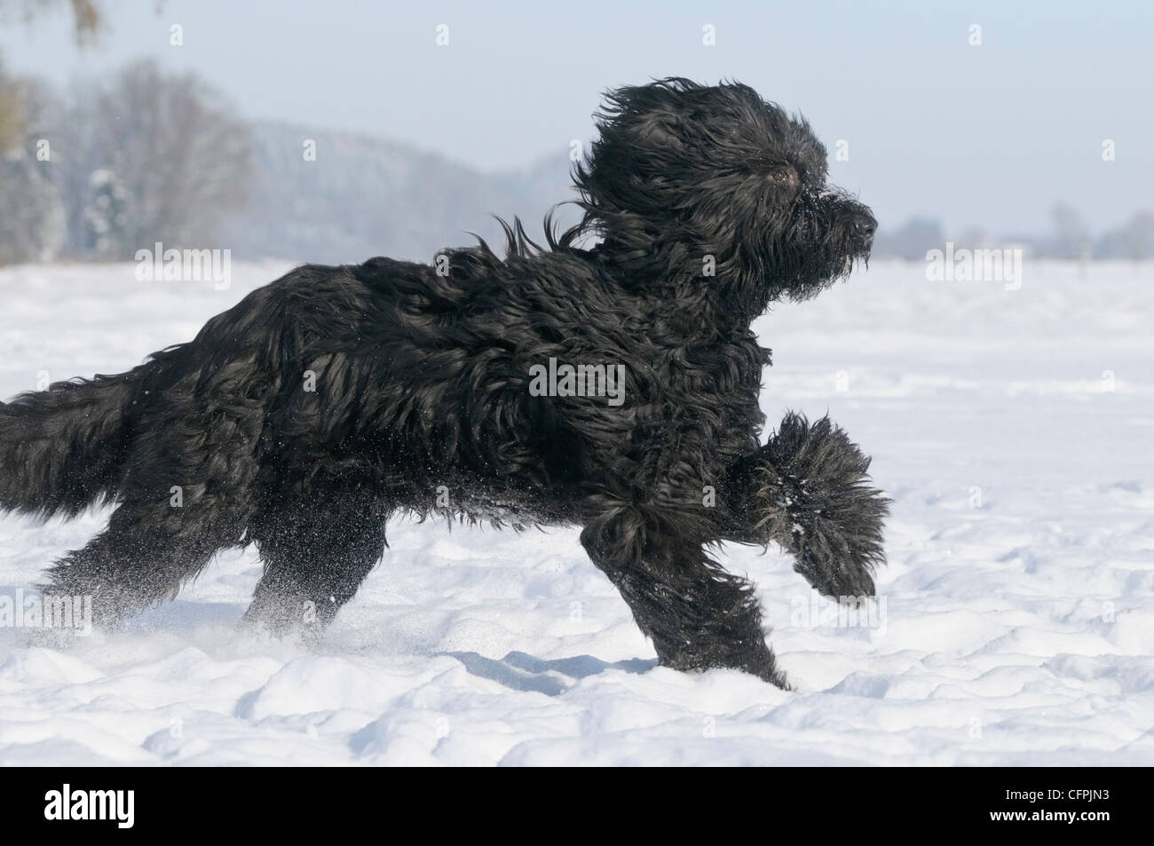Berger de brie dogs in hi-res stock photography and images - Alamy