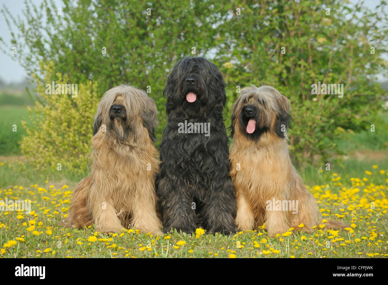 Berger de brie dogs in hi-res stock photography and images - Alamy
