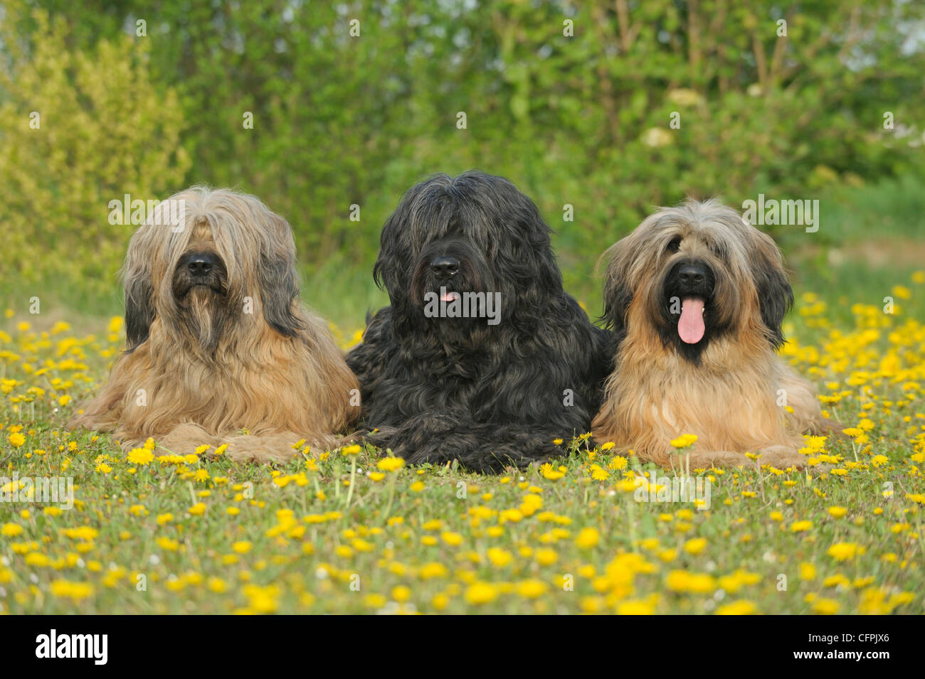 Briard berger de brie lying hi-res stock photography and images - Alamy