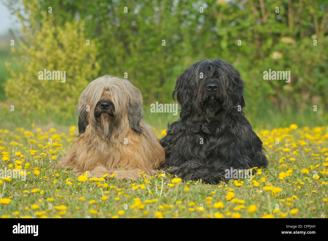 Berger de brie dogs in hi-res stock photography and images - Alamy
