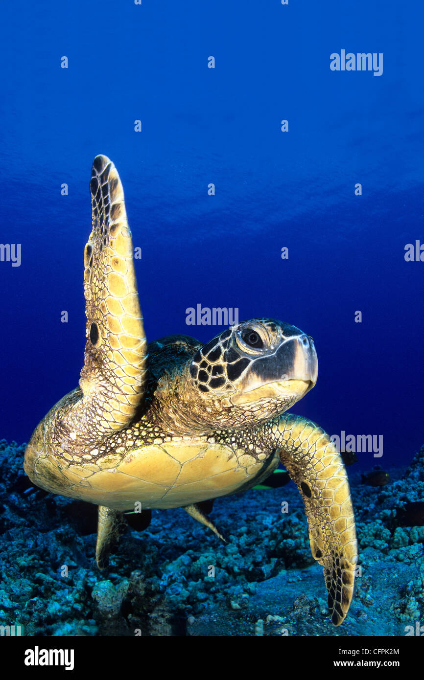 Hawaii Wildlife High Resolution Stock Photography and Images - Alamy
