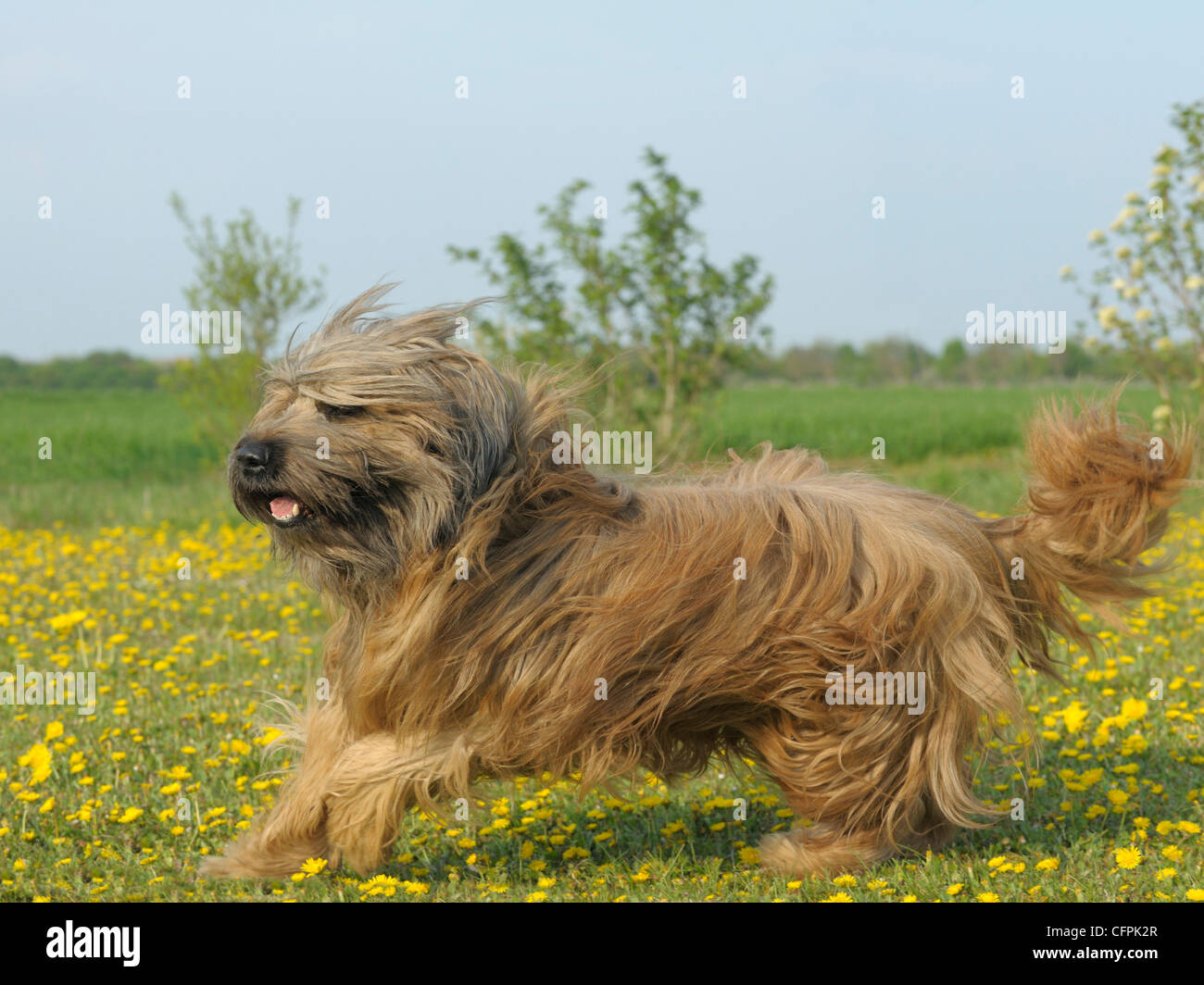 Berger de brie dogs in hi-res stock photography and images - Alamy