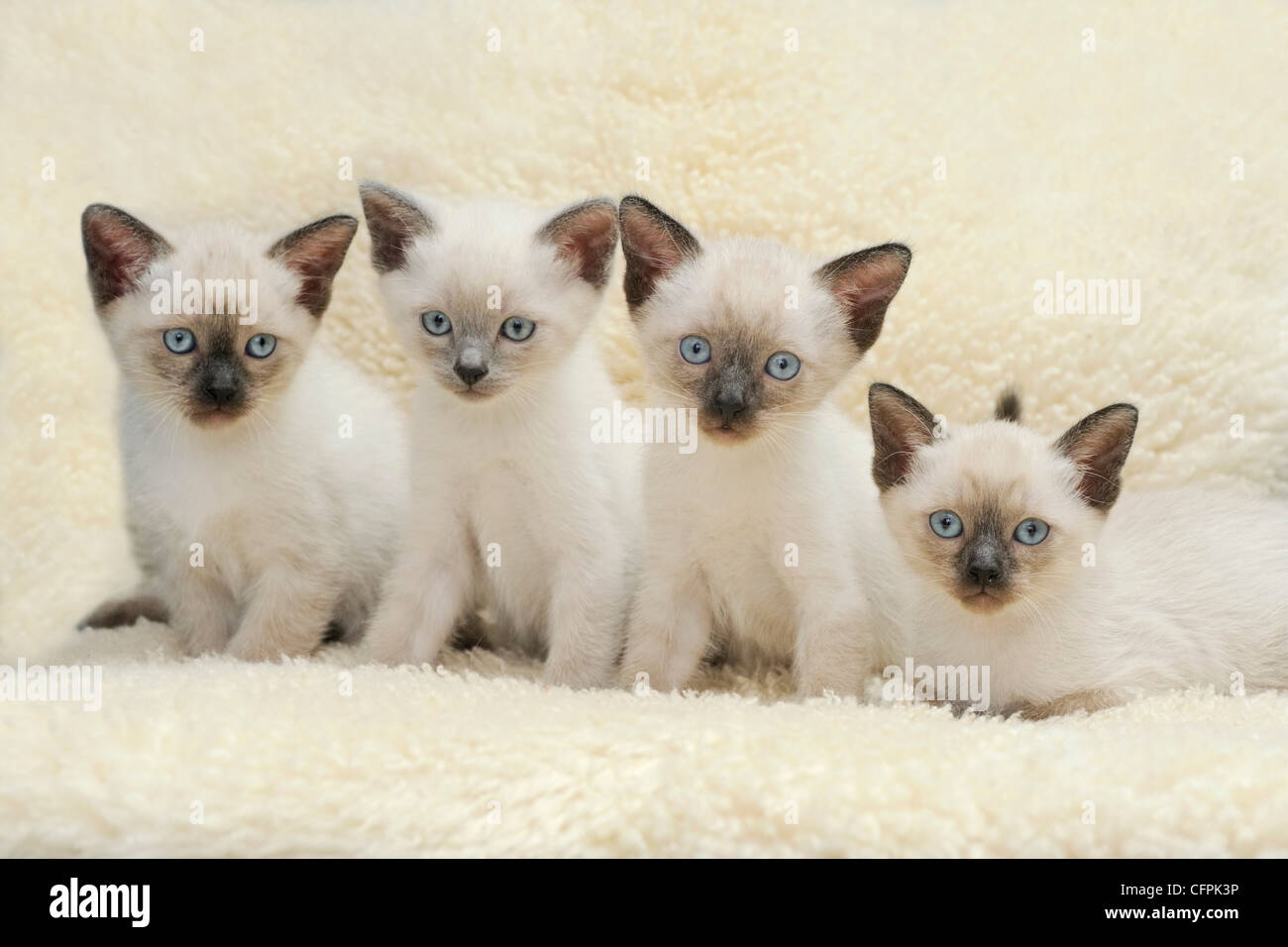 Siamese cats hi-res stock photography and images - Alamy