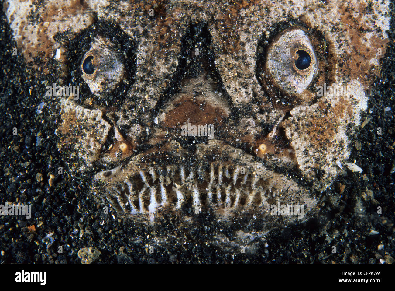 Stargazer Marine High Resolution Stock Photography and Images - Alamy