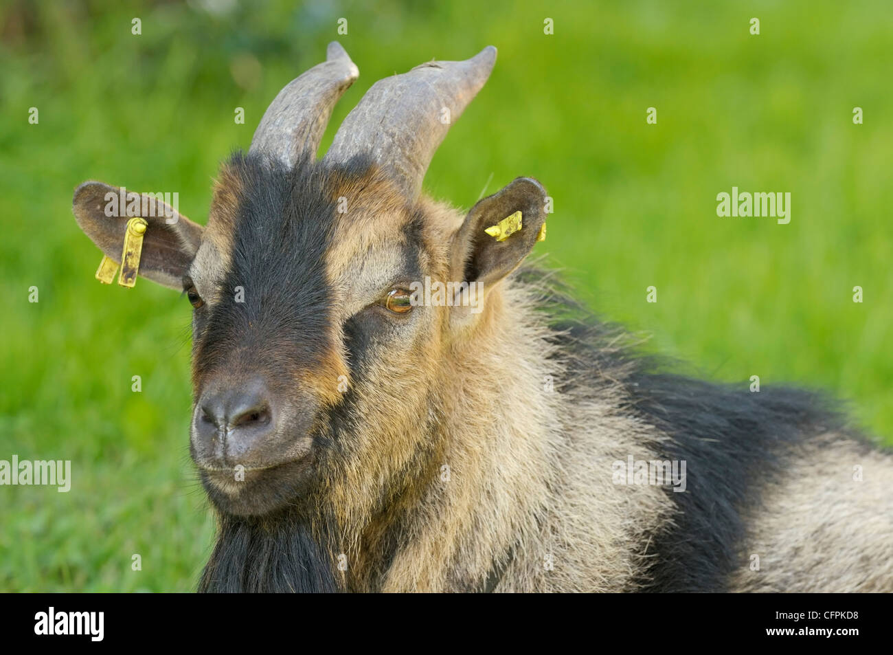 billy pygmy Goat Stock Photo - Alamy