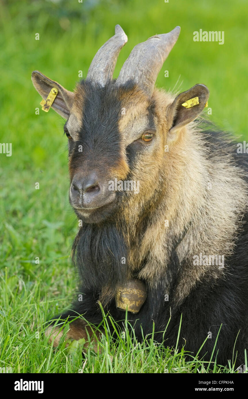 billy pygmy Goat Stock Photo - Alamy