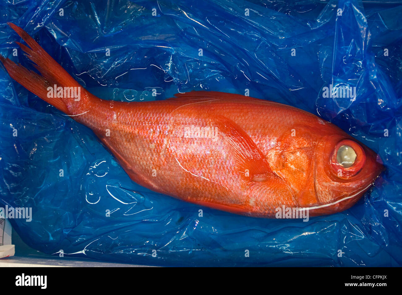 Tokyo fish hi-res stock photography and images - Alamy