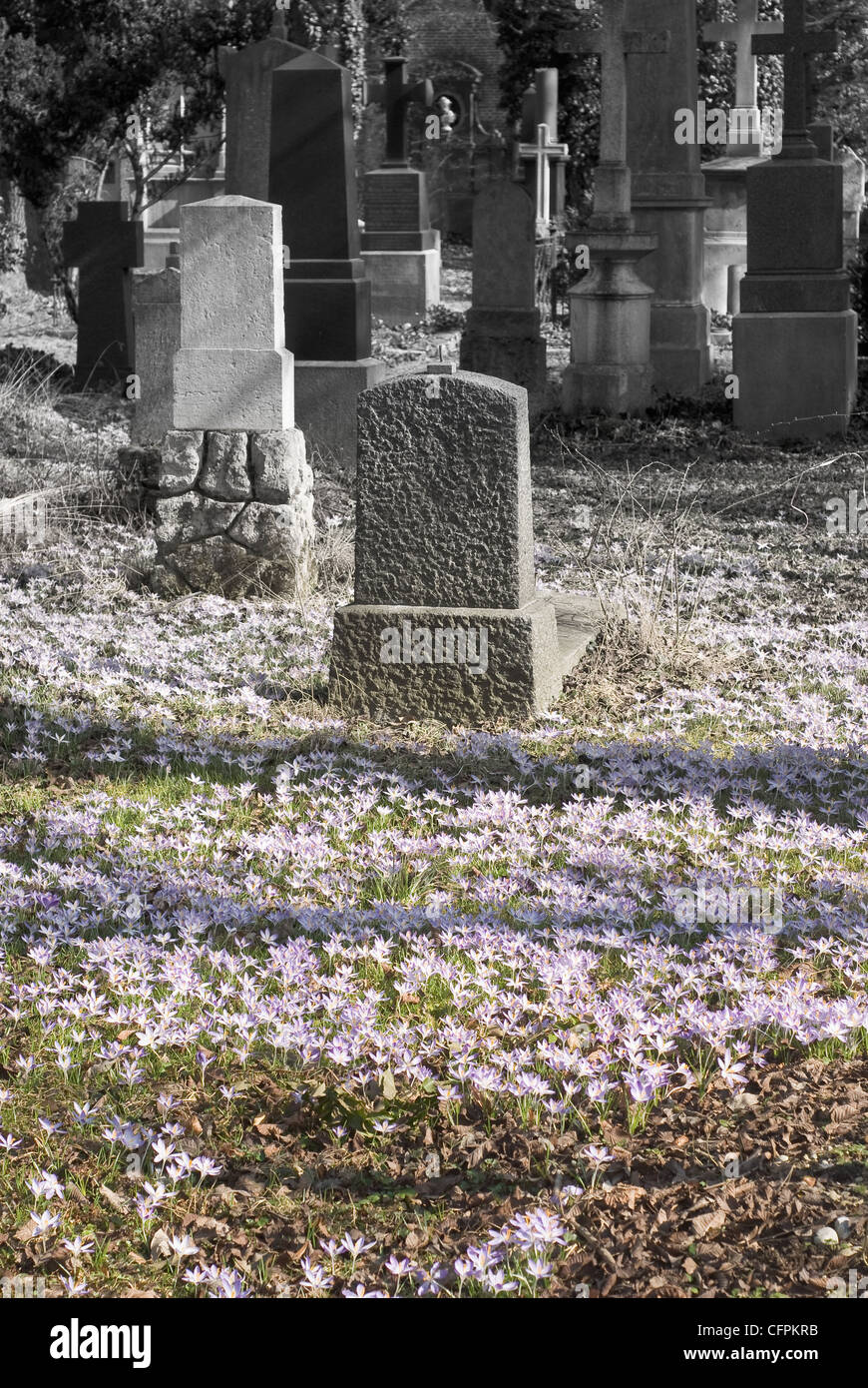 Cemetery and Tombstone with Springtime Crocus Stock Photo - Alamy