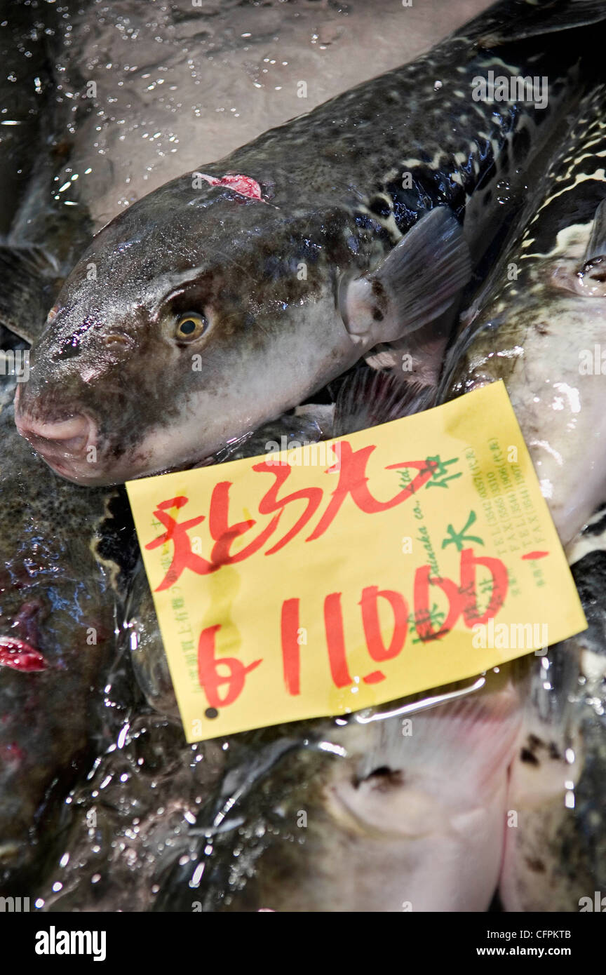 Japanese puffer fish hi-res stock photography and images - Alamy