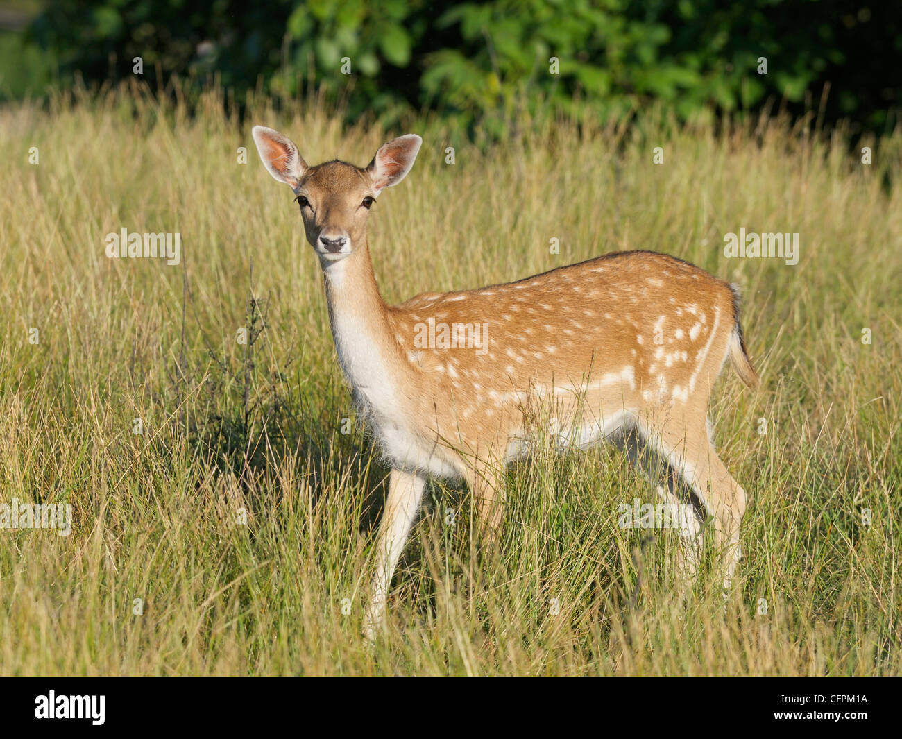 Fallow deer - Dama dama (Captured Stock Photo - Alamy