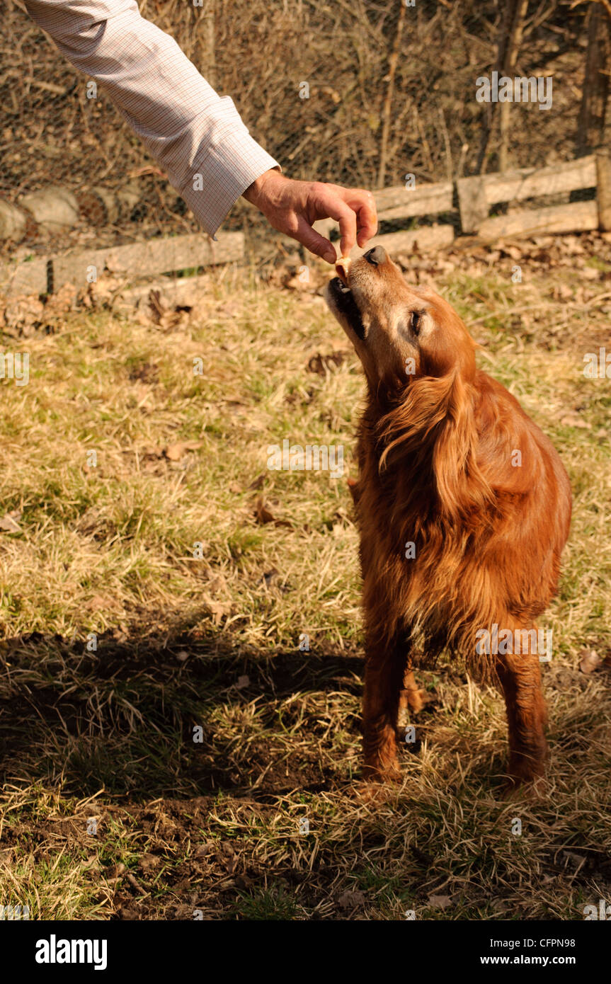 Feeding the dog Stock Photo - Alamy