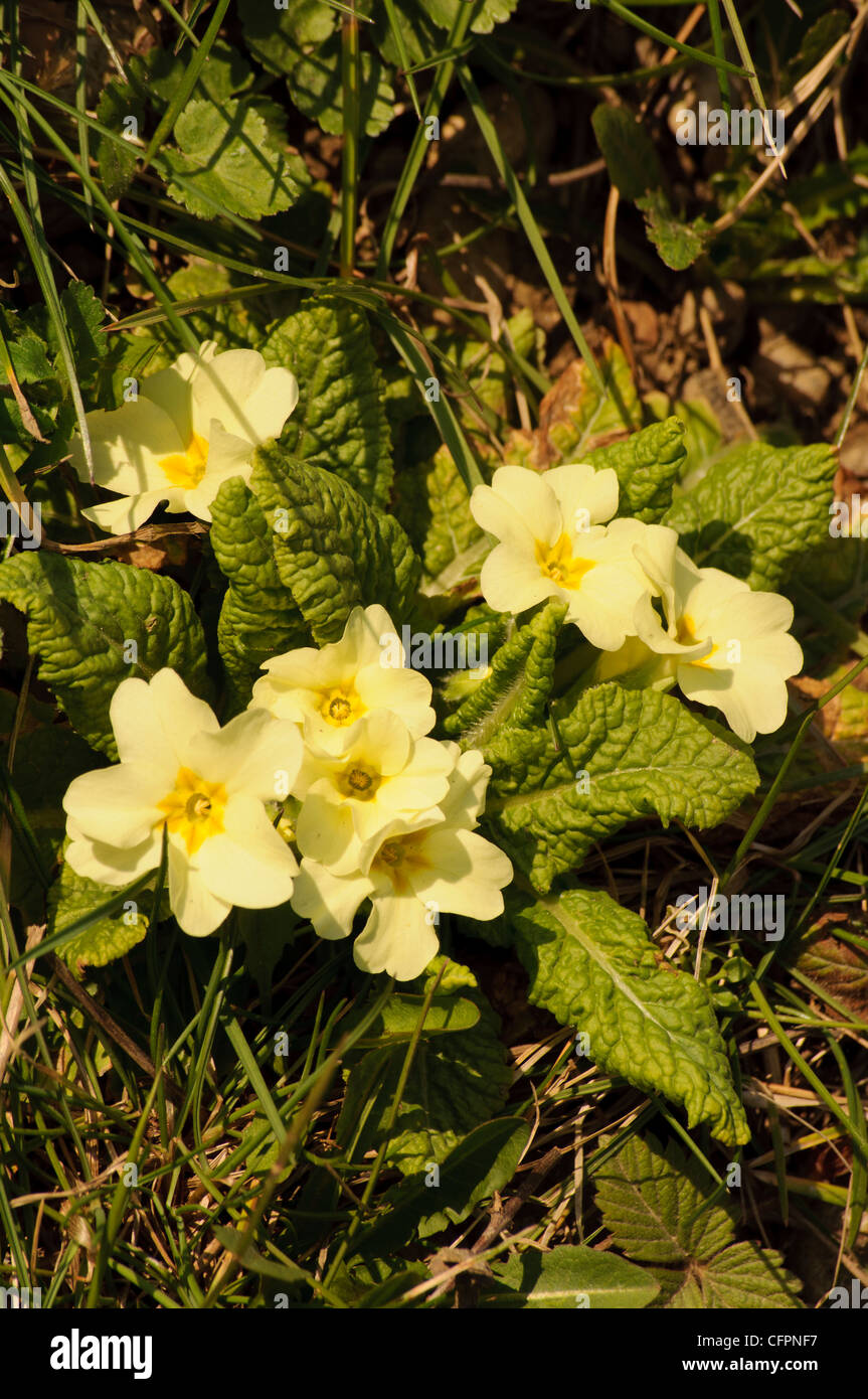 Amazing primrose hi-res stock photography and images - Alamy