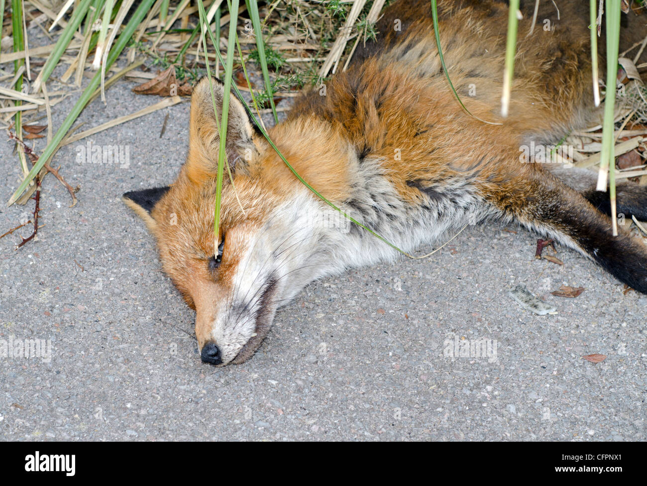 Residential fox deceased hi-res stock photography and images - Alamy