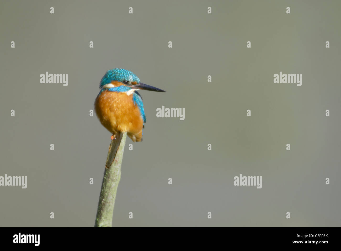 Kingfisher Alcedo atthis adult male on perch, Berkshire, UK Stock Photo ...