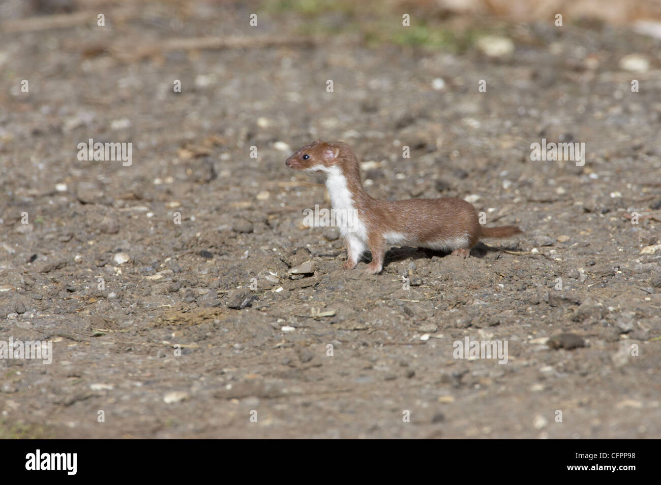 Weasels uk hi-res stock photography and images - Alamy