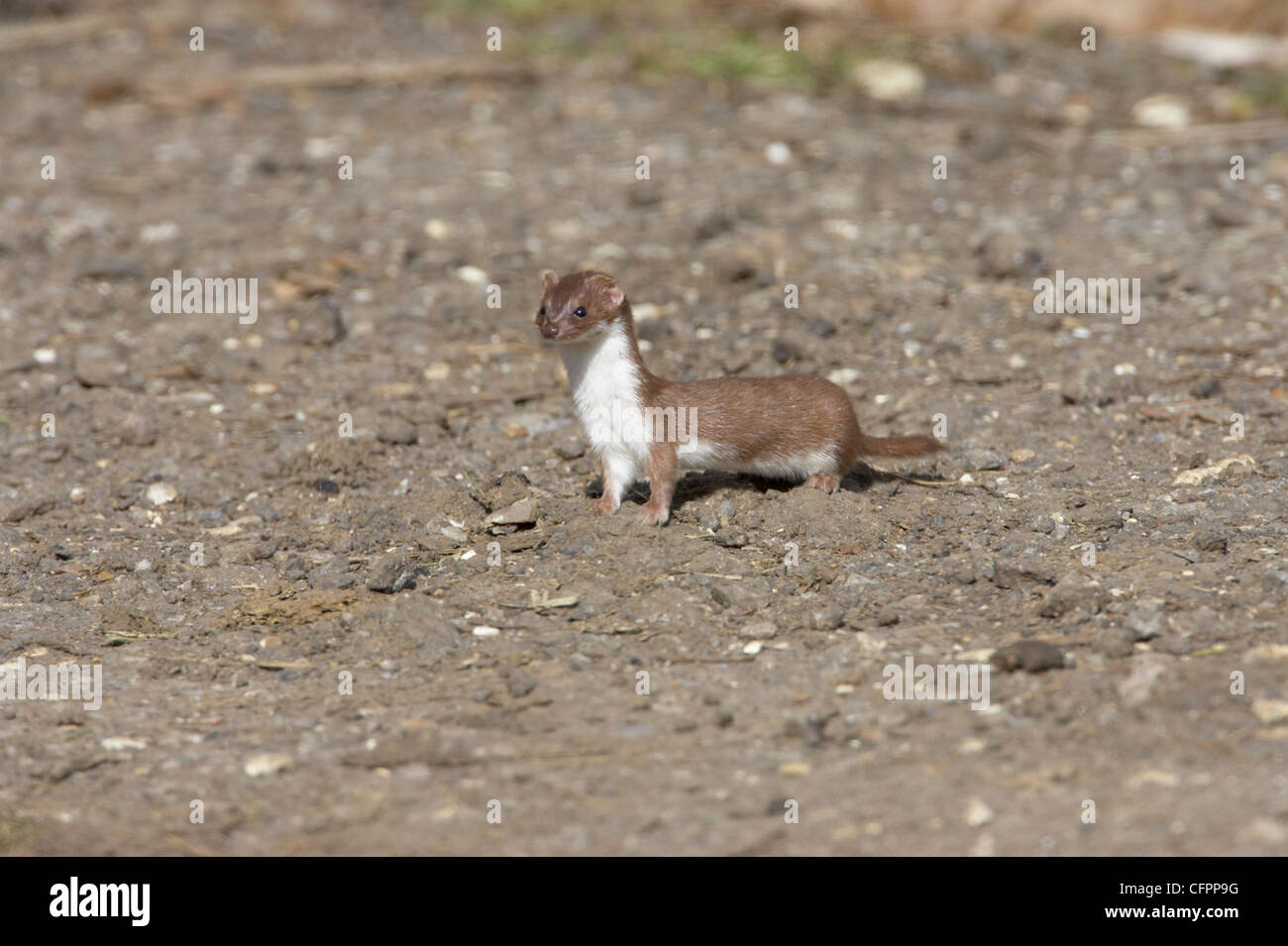 Weasels uk hi-res stock photography and images - Alamy