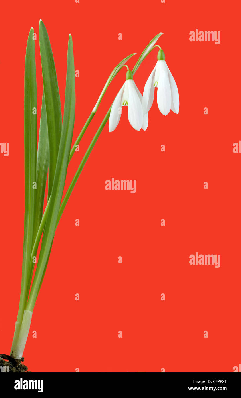 Snowdrops isolated hi-res stock photography and images - Alamy
