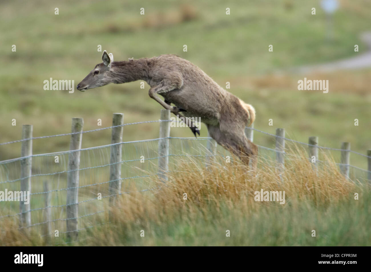 Female, Red deer, Cervus elaphus jumping wire fence. Beinn an Leathaid ...