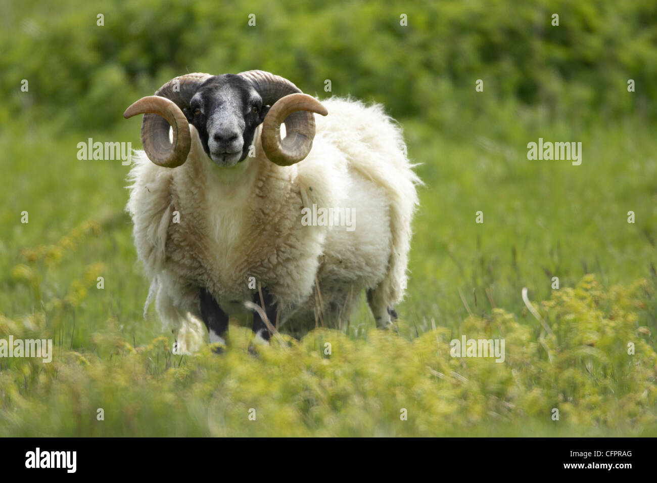 Ram standing in field. Sheep, Ovis aries, Ardnamurchan, UK Stock Photo ...