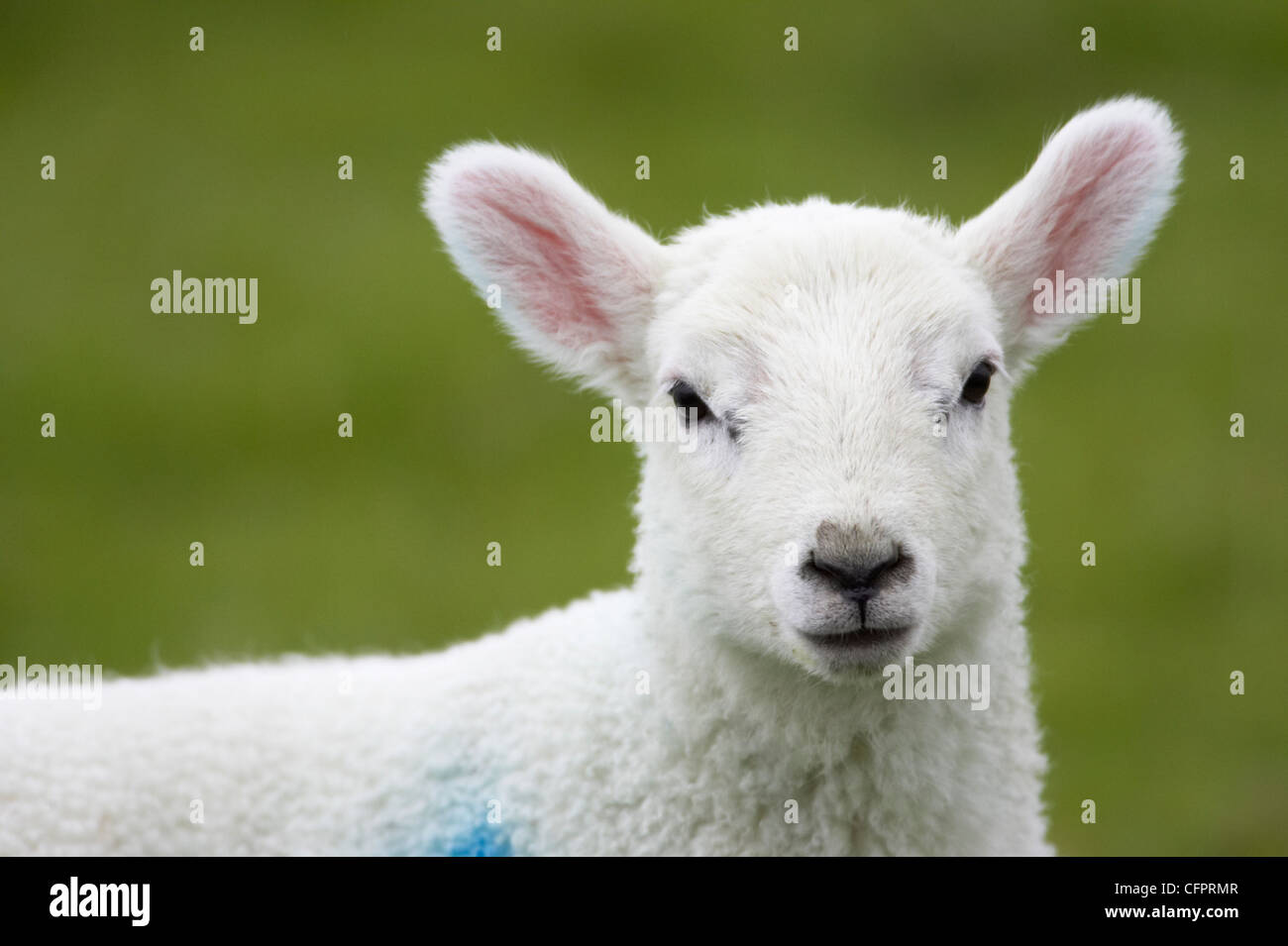 Portrait of a lamb. Sheep, Ovis aries, Ardnamurchan, UK Stock Photo - Alamy