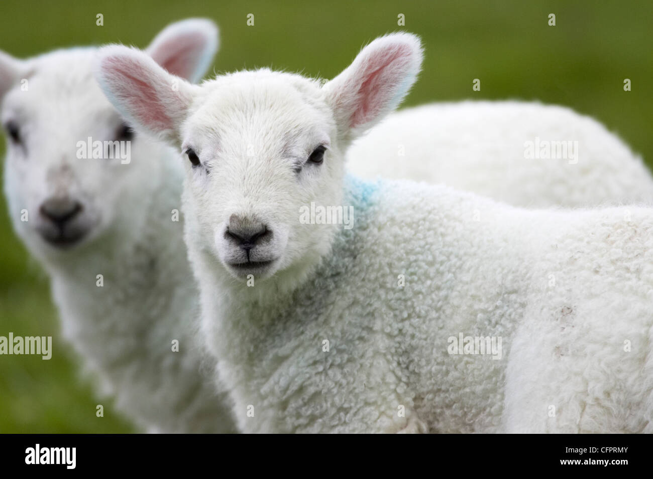 Two children with sheep hi-res stock photography and images - Alamy