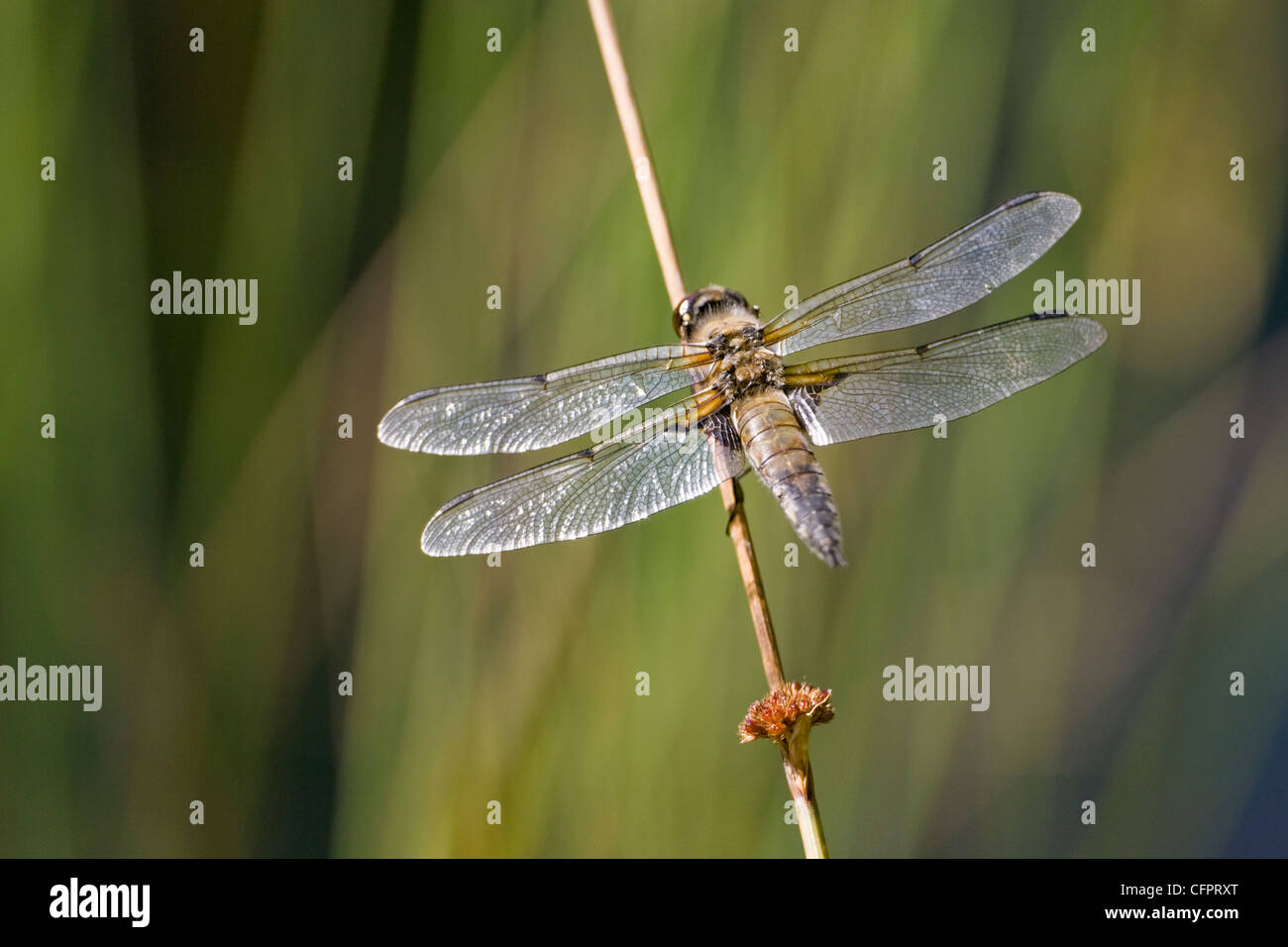 Four-spotted chaser dragonfly, Libellula quadrimaculata, resting on ...