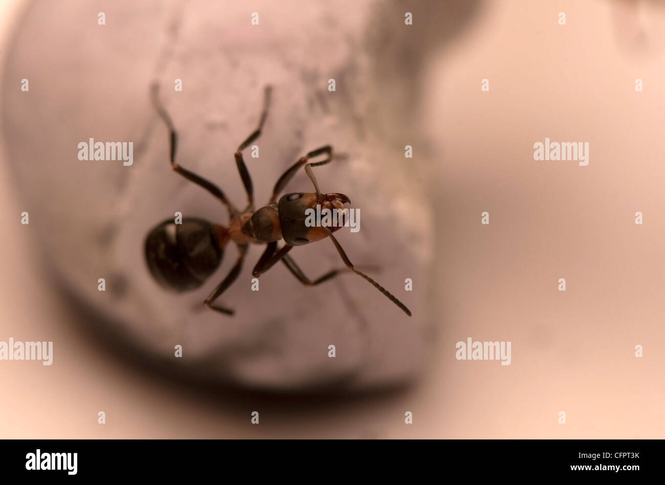 ant - formica Stock Photo - Alamy