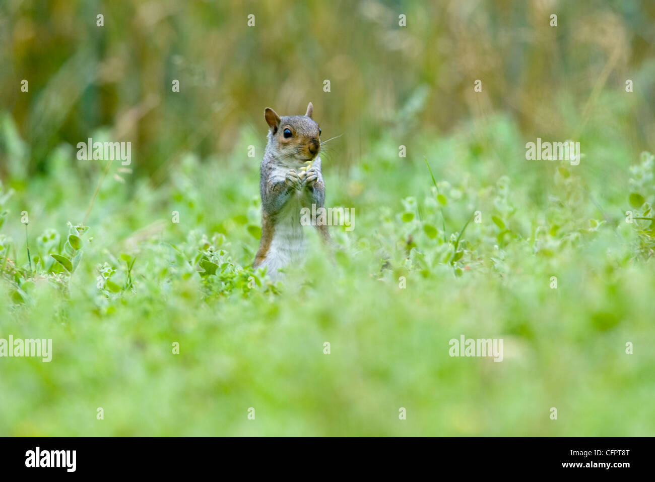 Grey squirrel, Sciurus carolinensis, eating in field margin of crop ...