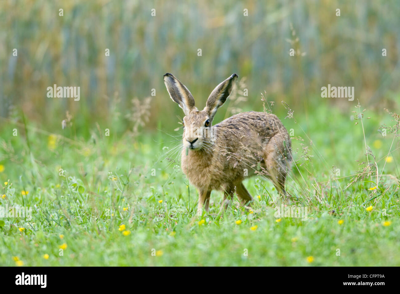 European or Brown Hare, Lepus europaeus in field margin of crop field ...