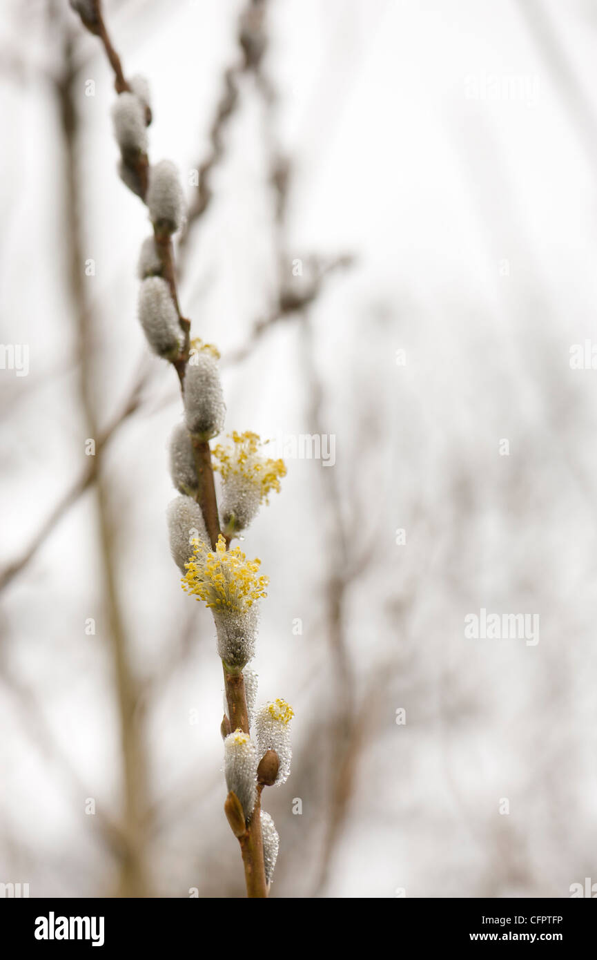 Salix viminalis 'Filleretiana', Common Osier Stock Photo - Alamy