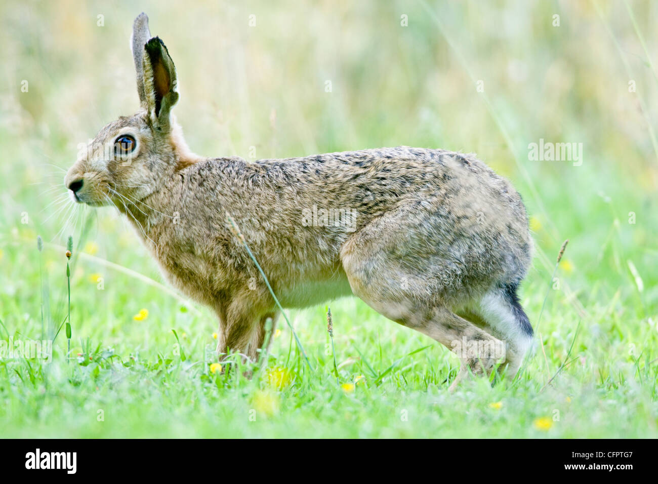 European or Brown Hare, Lepus europaeus in field margin of crop field ...