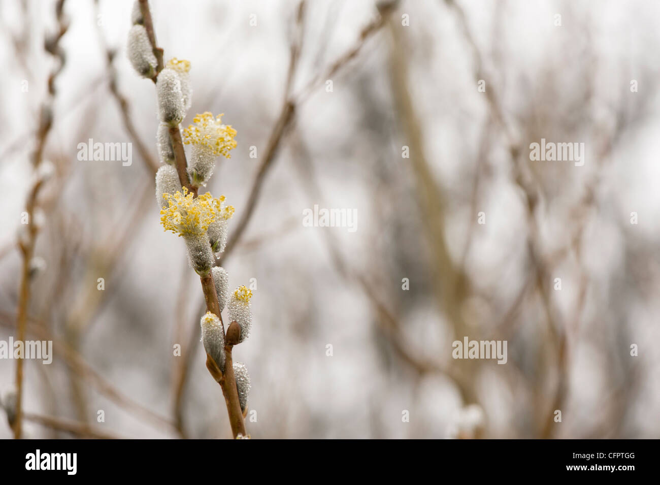 Salix viminalis 'Filleretiana', Common Osier Stock Photo - Alamy