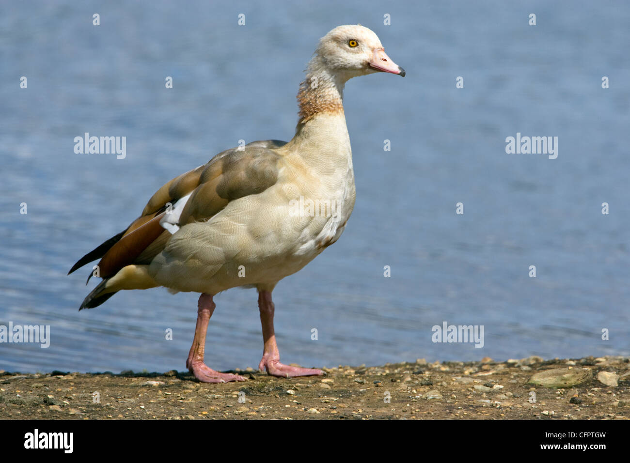 Egyptian Goose, Alopochen aegyptiacus, standing on bank. Berkshire, UK ...