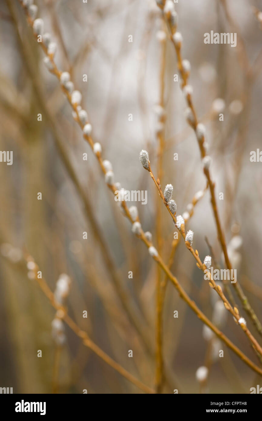 Salix viminalis 'Filleretiana', Common Osier Stock Photo - Alamy