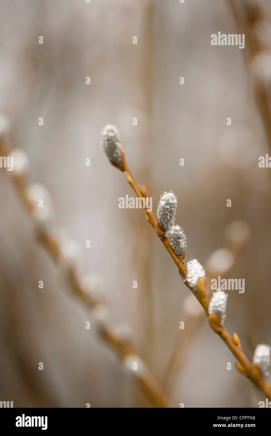 Salix viminalis 'Filleretiana', Common Osier Stock Photo - Alamy