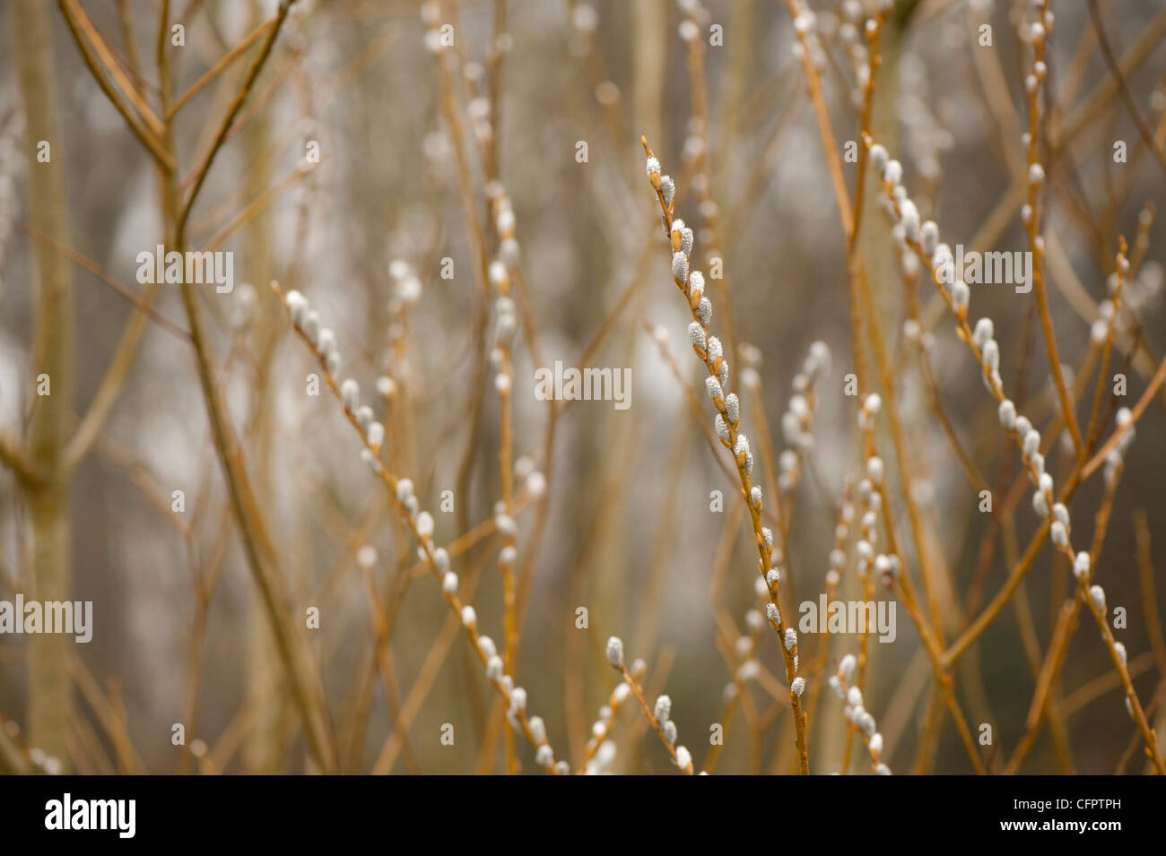 Salix viminalis 'Filleretiana', Common Osier Stock Photo - Alamy