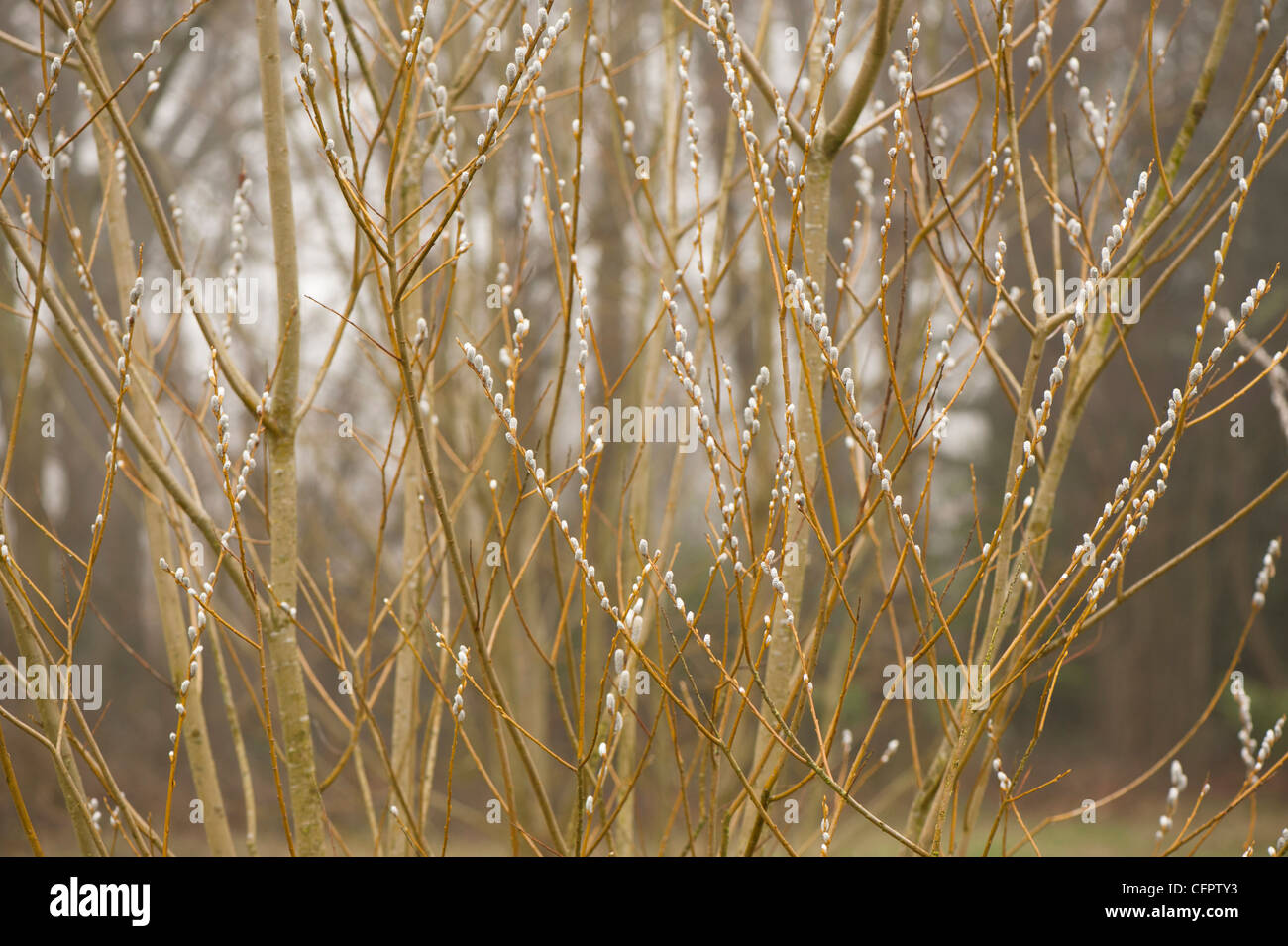 Salix viminalis 'Filleretiana', Common Osier Stock Photo - Alamy