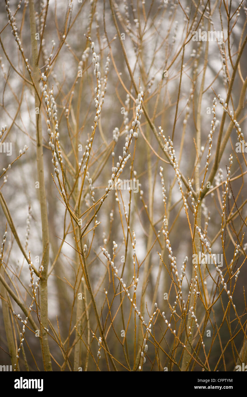 Salix viminalis 'Filleretiana', Common Osier Stock Photo - Alamy