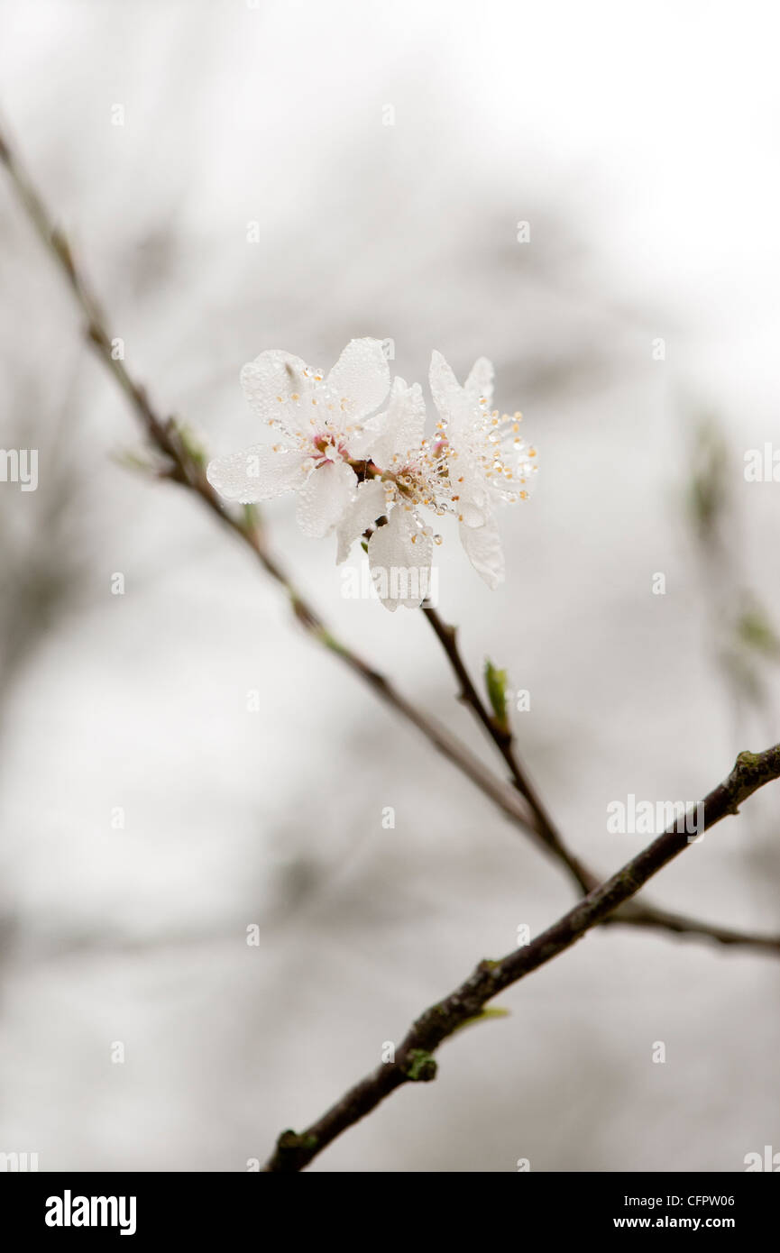 Prunus simonii, Apricot Plum, blossom Stock Photo - Alamy