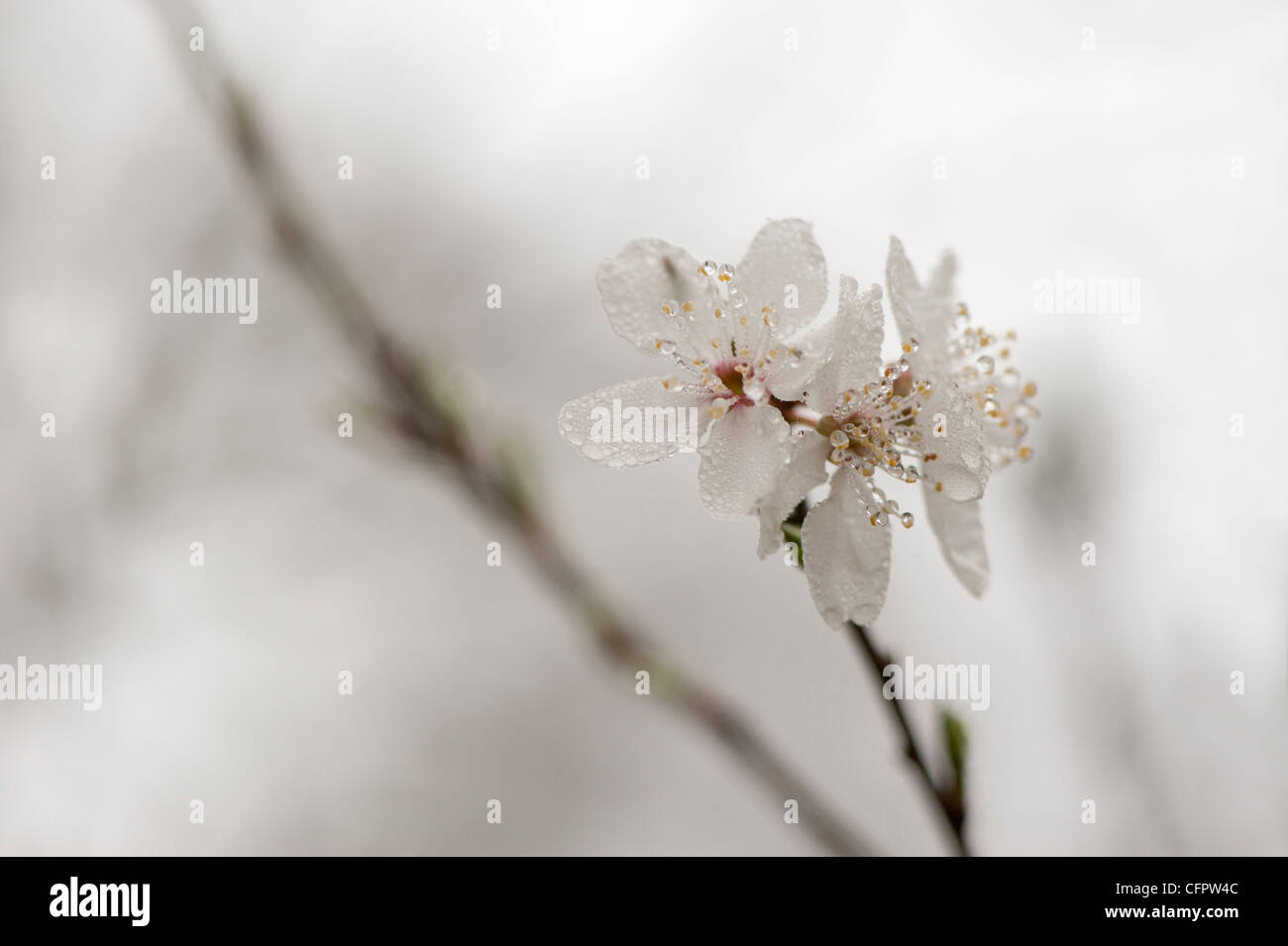 Prunus simonii hi-res stock photography and images - Alamy