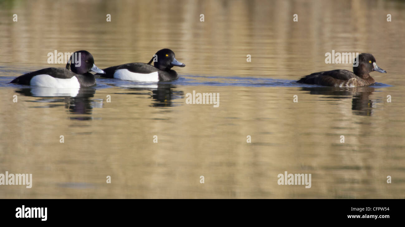 Males chasing female hi-res stock photography and images - Alamy