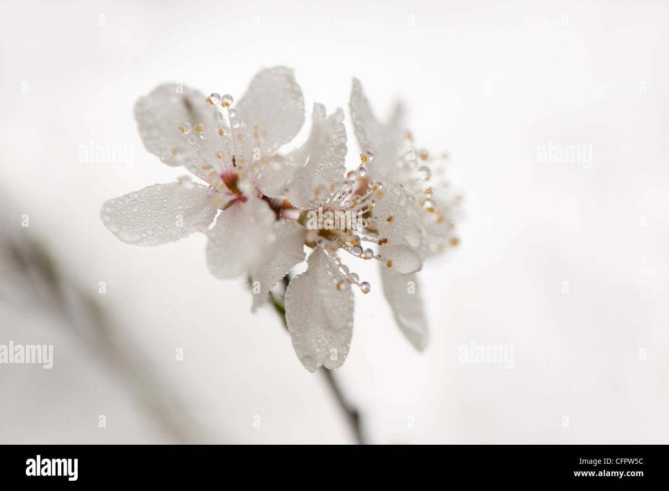Prunus simonii, Apricot Plum, blossom Stock Photo - Alamy
