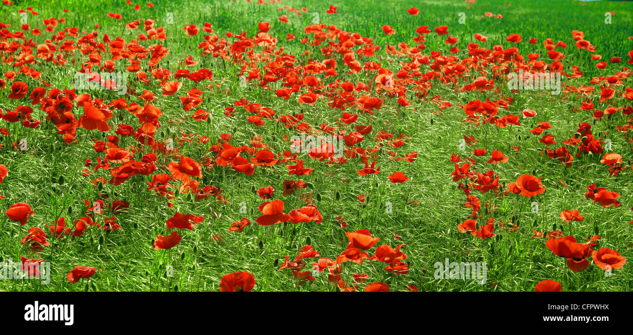 poppy flowers field Stock Photo - Alamy