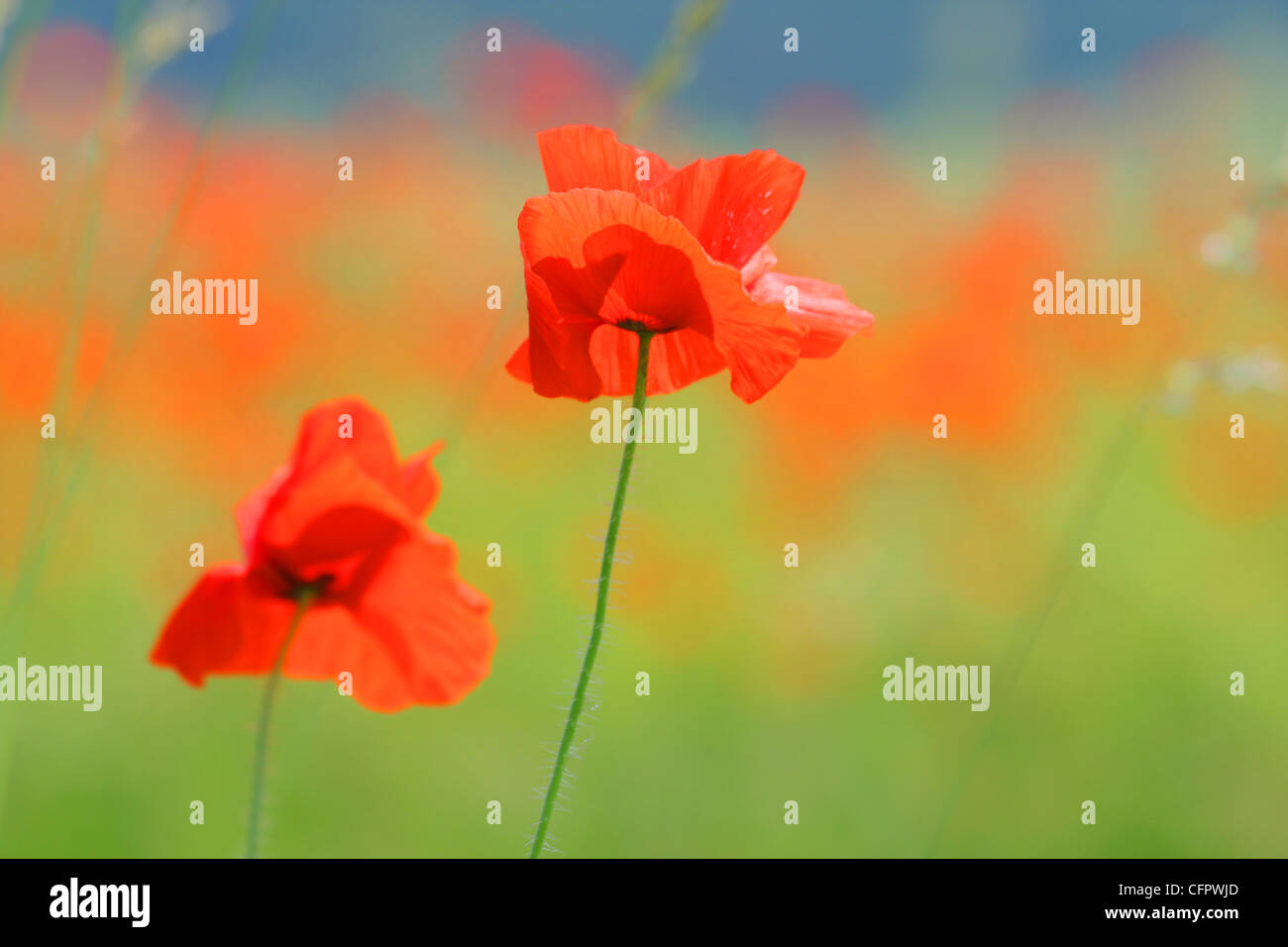two red poppy flower Stock Photo - Alamy