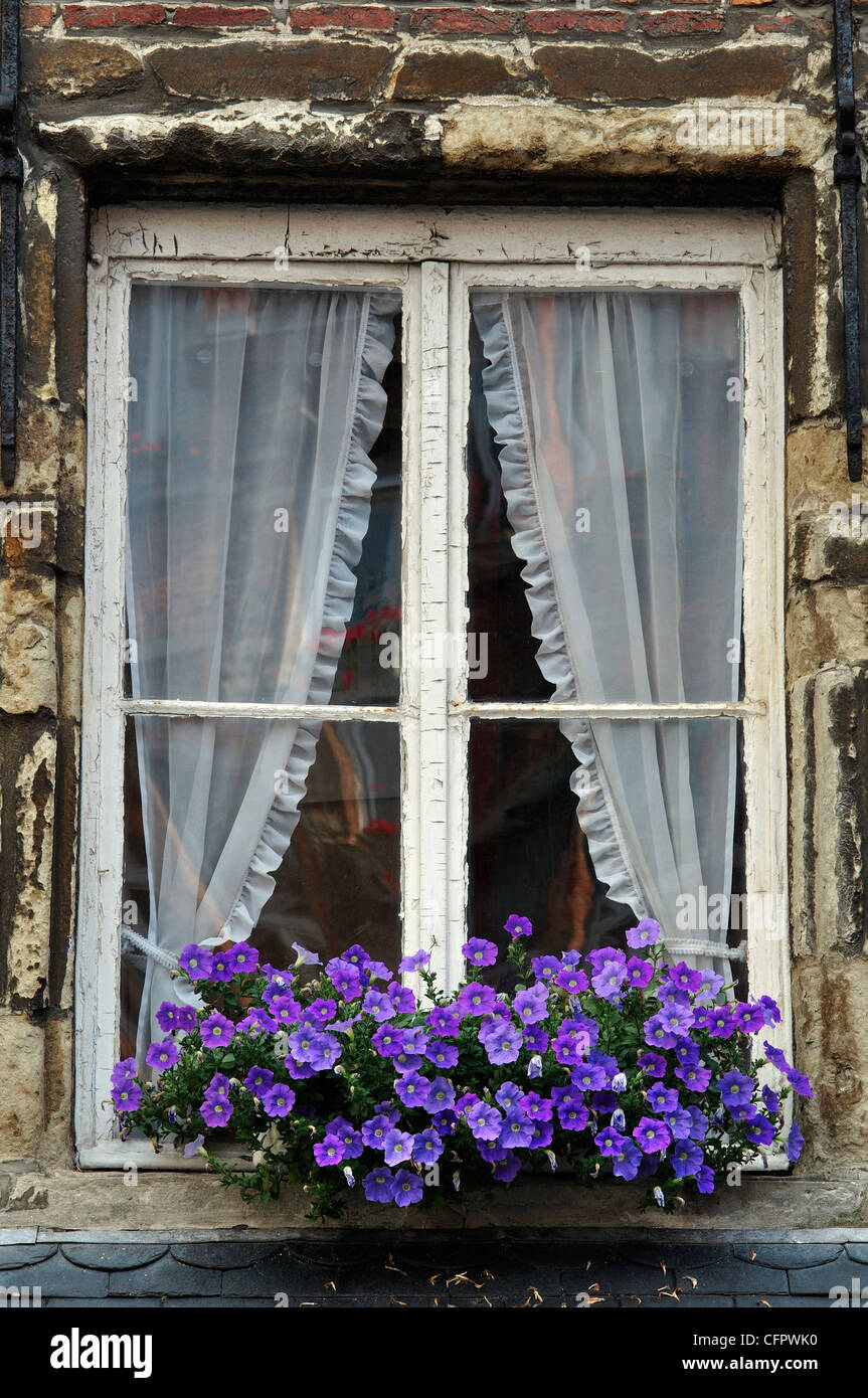 Belgium, Antwerp, Old Window, Flower Stock Photo - Alamy