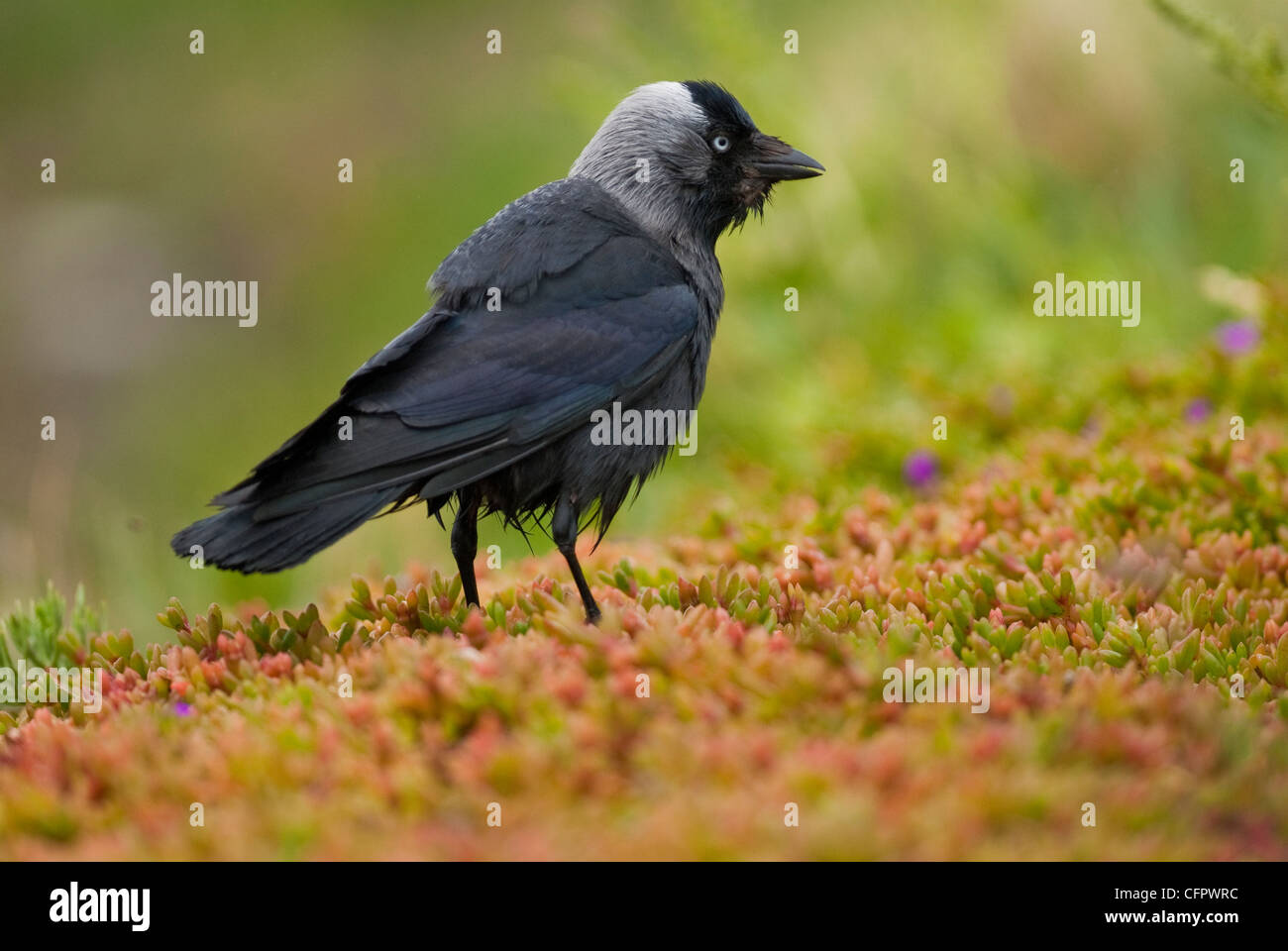 Fox And Crow High Resolution Stock Photography and Images - Alamy