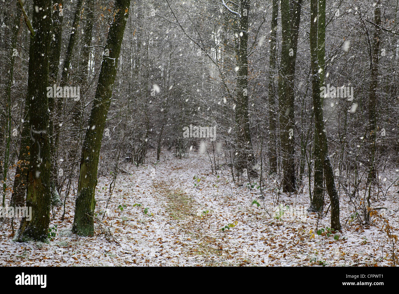 Snow fall hi-res stock photography and images - Alamy