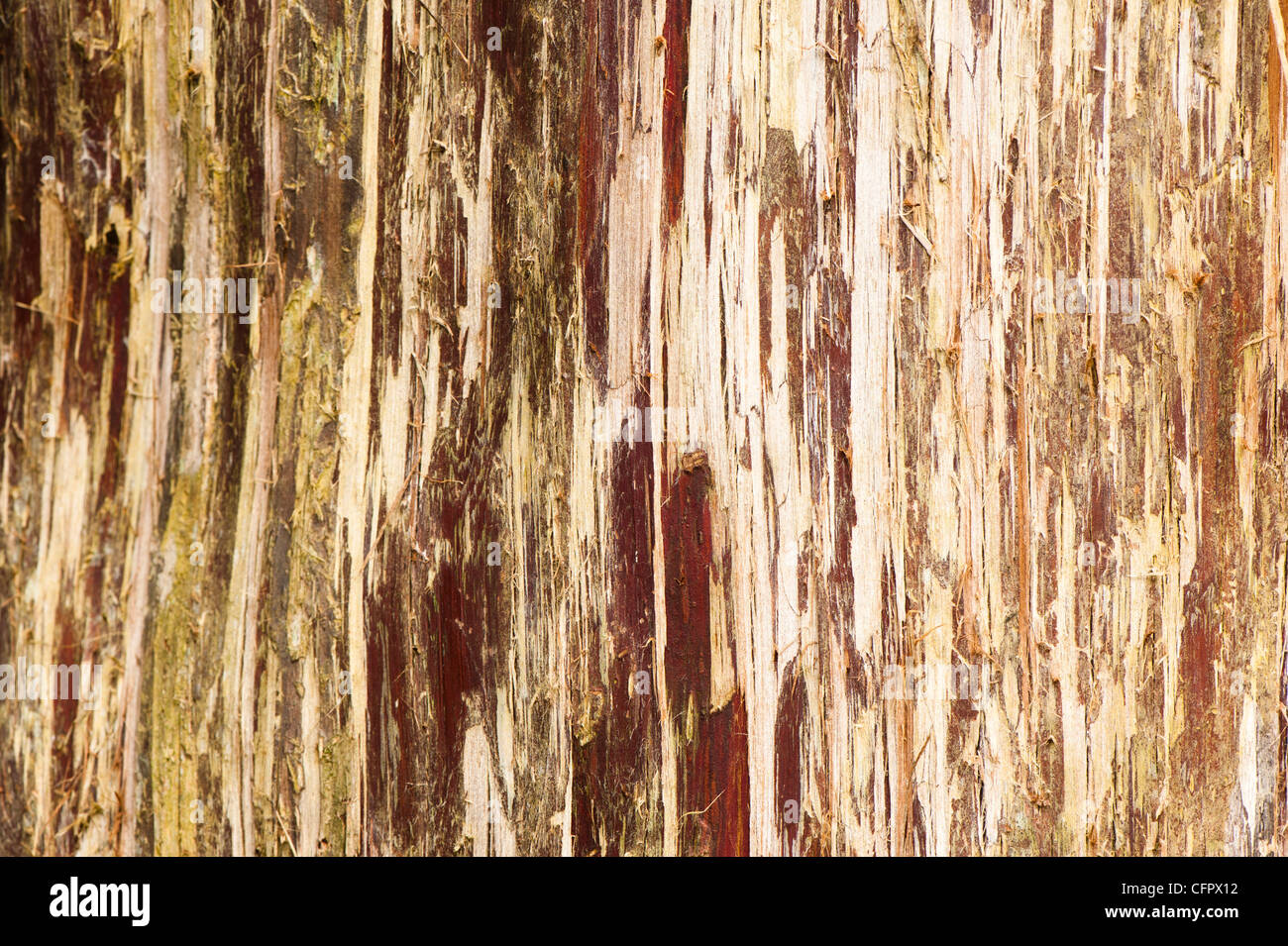 Bark of a Thuja standishii, Japanese Arbor-Vitae or Japanese Thuja ...