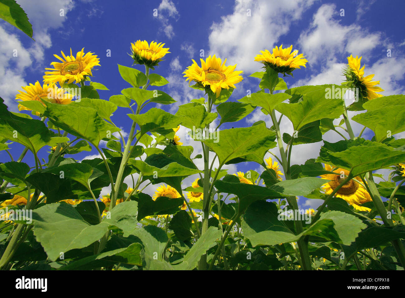 bottom view to sunflowers against blue sky and clouds Stock Photo - Alamy