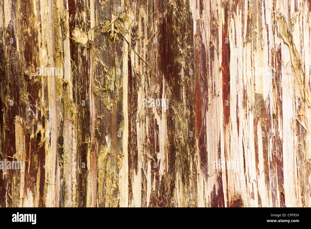 Trunk arbor hi-res stock photography and images - Alamy